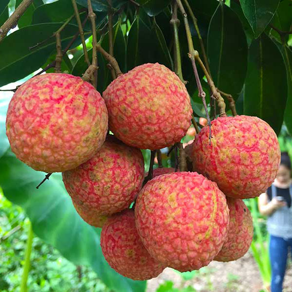 Fresh lychee - C&C International Food Joint Stock Company